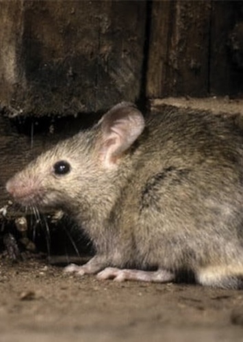 Jason the Rat Fan Casting for Where’s my water (live action tv series ...