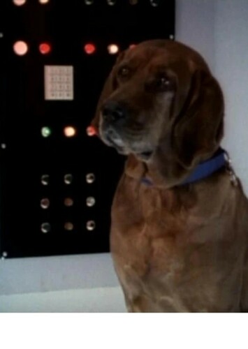 Jeb the Dog Fan Casting for VR Troopers | myCast - Fan Casting Your ...