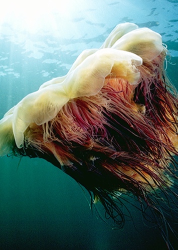 Jellyfish Emperor Fan Casting for Skylanders: Down to Earth | myCast ...