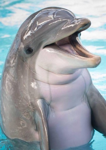 Jessica the Dolphin Fan Casting for SeaWorld (2024) | myCast - Fan Casting Your Favorite Stories