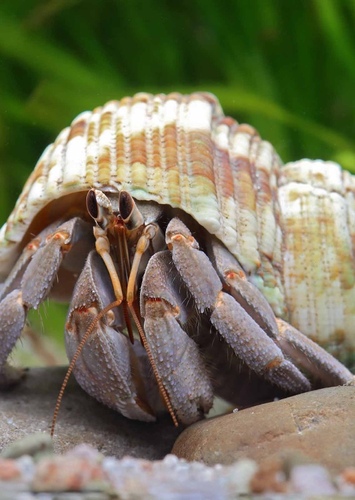 Find an Actor to Play Jimmy in Live Action Under the Boardwalk (2043 ...