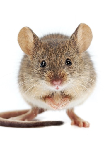 Joey Lawrence Fan Casting