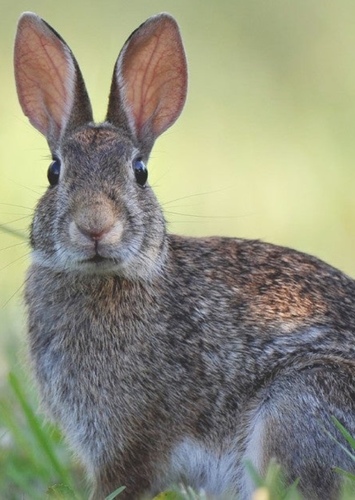 Fan Casting Florence Pugh as Judy Hopps in Zootopia (2026) on myCast