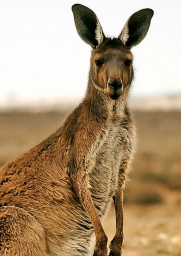 Judy Davis Fan Casting