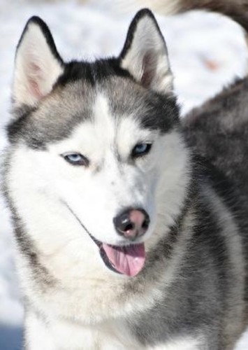 Jessica Wesson on myCast - Fan Casting Your Favorite Stories