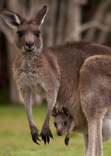 Kendra the Red Kangaroo Fan Casting for Animal Kingdom (tv series ...