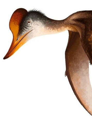 Kepodactylus Fan Casting for Prehistory | myCast - Fan Casting Your ...