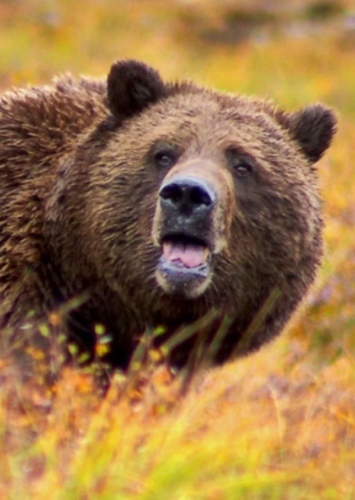 Find an Actor to Play Koda’s Mother in Brother Bear (2023) on myCast