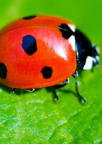 Lady Bug Fan Casting for Animals around the world. (TV Series) | myCast ...