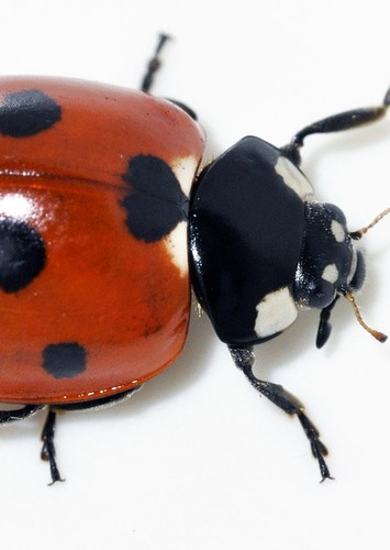 Ladybug Fan Casting for North American Animals tv series | myCast - Fan ...