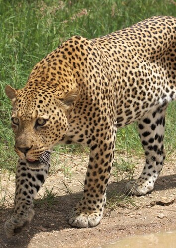 Leah the African Leopard Fan Casting for Animal Crew (My Version) | myCast - Fan Casting Your ...