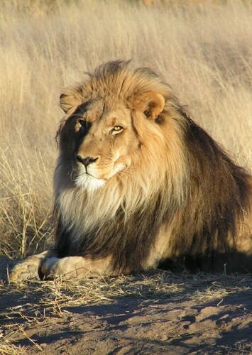 Leo the African Lion Fan Casting for Animal Kingdom (tv series ...