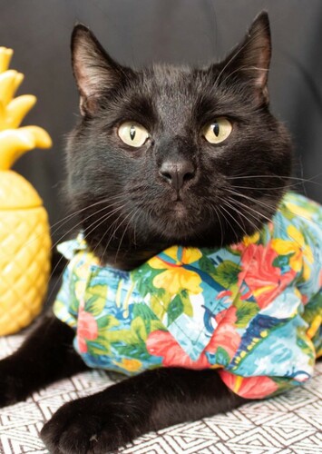 Leonard Fan Casting for Silly Cats | myCast - Fan Casting Your Favorite Stories