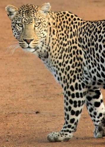 Leopard Fan Casting for The African Animals Movie | myCast - Fan Casting Your Favorite Stories