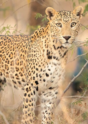 Leopard Fan Casting for The Fascinating World of Animals (TV Series ...