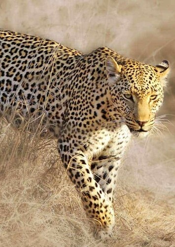 Leopard Fan Casting for Wonderful World of Animals (Remake) | myCast - Fan Casting Your Favorite ...