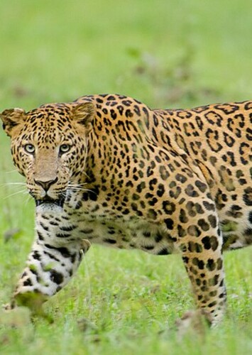 Leopard Fan Casting for Wildlife | myCast - Fan Casting Your Favorite Stories