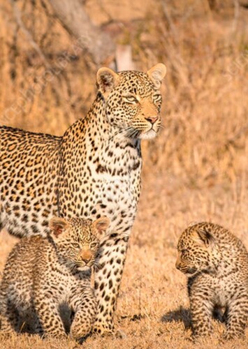 Leopard Fan Casting for Animals of the World | myCast - Fan Casting ...