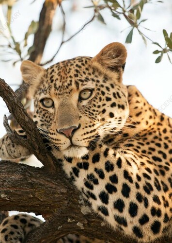 Leopard Fan Casting for Animal Planet | myCast - Fan Casting Your ...