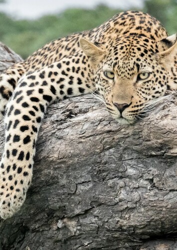 Leopard Fan Casting for Our World in Pictures the Animal | myCast - Fan ...