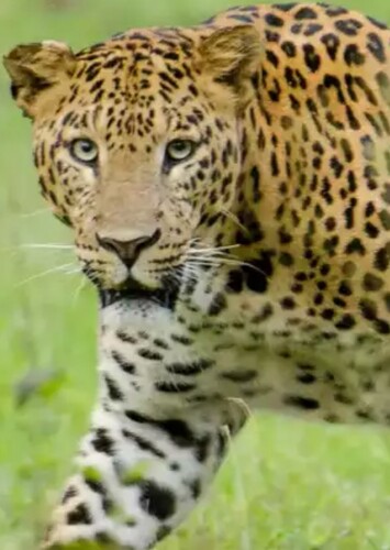 Leopard Fan Casting for National Geographic Wild: Animals around the ...