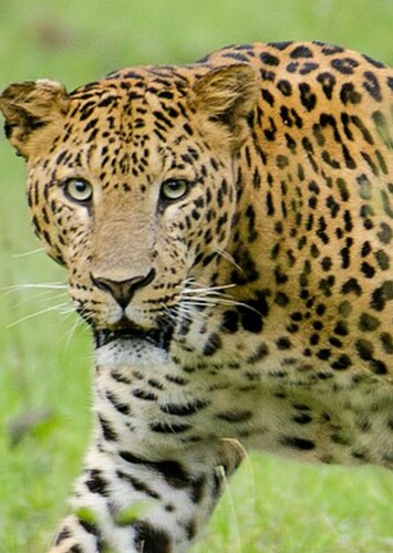 Leopard Fan Casting for Animals: A Visual Encyclopedia | myCast - Fan ...