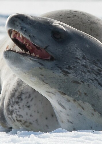 Leopard Seal Fan Casting for Universal Pictures: Atlas of the Natural ...