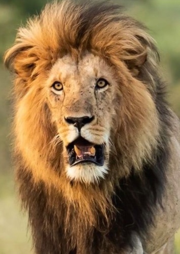 Liam The Lion Fan Casting for Team Carnivores | myCast - Fan Casting ...