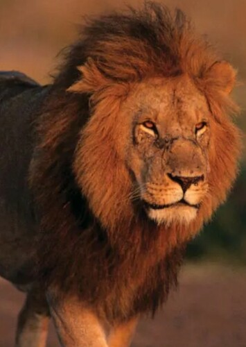 Hello World: Animals Fan Casting on myCast