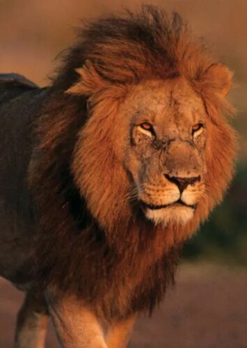 Nature (TV program) Fan Casting on myCast