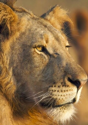 A World of Animals (TV Series) Fan Casting on myCast