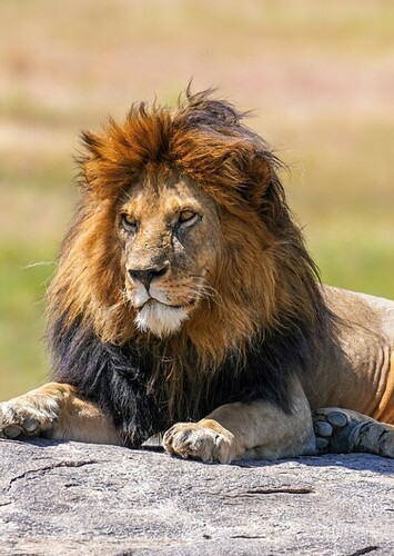 Fictional characters voicing Zoo Animals Fan Casting on myCast