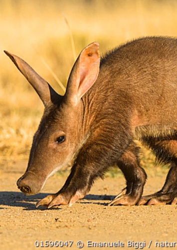 Little Johnny Fan Casting for Ice Age: Dawn of the Dinosaurs (2029 ...