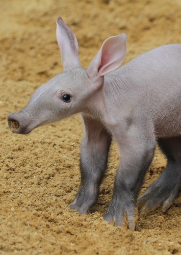 Little Johnny Fan Casting for Ice Age: Dawn of the Dinosaurs 2029 ...