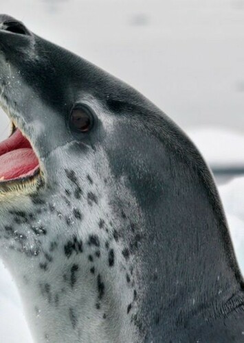 Luke The Leopard Seal Fan Casting for United Penguins Of Antarctica ...