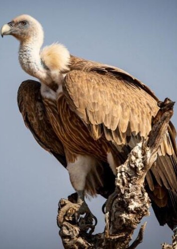 Fan Casting Jessica DiCicco as Lynn Jr. in Zootopia 3 2026 on myCast