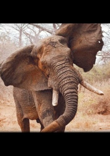 Mabaya Fan Casting for Once Upon a Time in África | myCast - Fan ...