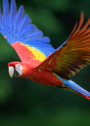 Macaw Fan Casting for Animal Planet | myCast - Fan Casting Your ...