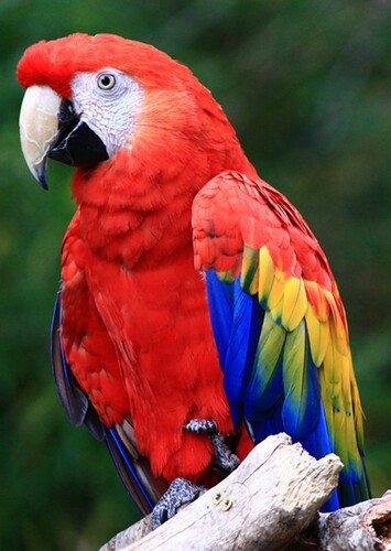 Macaw Fan Casting for Animals | myCast - Fan Casting Your Favorite Stories