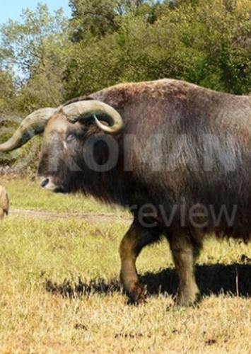 Male Euceratherium Fan Casting for Ice Age: The Meltdown (2026 ...