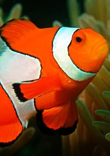 Marlin Fan Casting for Finding Nemo Live Action 2037 | myCast - Fan ...