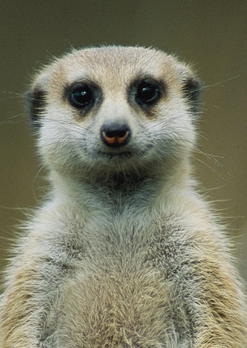 Marty the Meerkat Fan Casting for Planet Zoo (tv series) | myCast - Fan ...