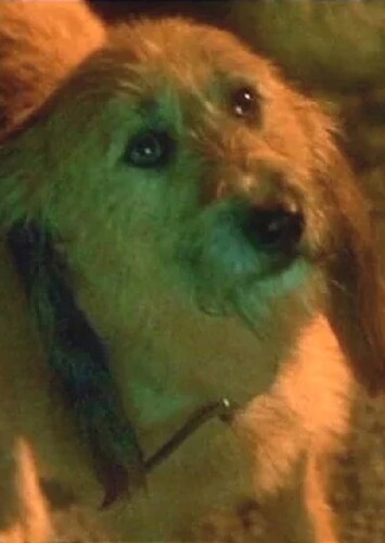 Max the Dog Fan Casting for How the Grinch Stole Christmas (2020 ...