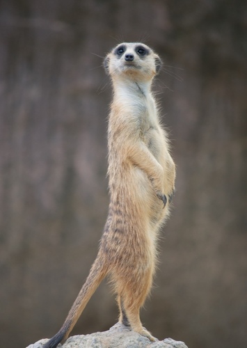 Meerkat Fan Casting for ABC’s at the zoo | myCast - Fan Casting Your ...