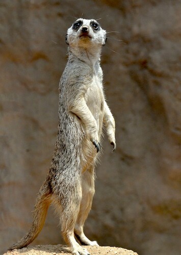 Meerkat Fan Casting for Wild Earth: Around the World | myCast - Fan ...