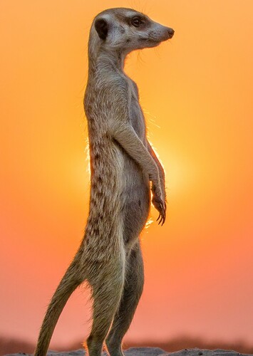 Meerkat Fan Casting for Wild Earth | myCast - Fan Casting Your Favorite ...