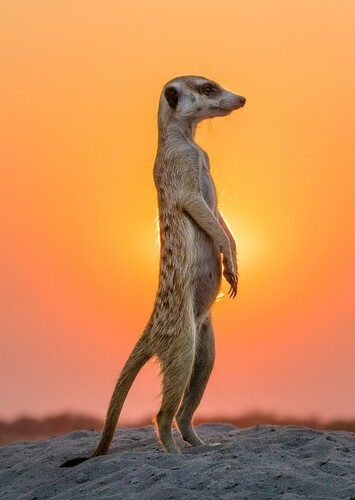 Meerkat Fan Casting for Wild Horizons: Exploring Earth's Breathtaking ...