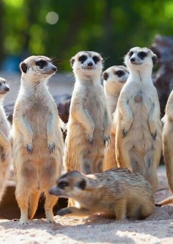 Meerkat Fan Casting for Meet the Animals | myCast - Fan Casting Your ...