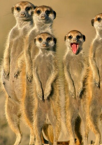 Meerkat Fan Casting for Natural World of Wild Animals. | myCast - Fan ...