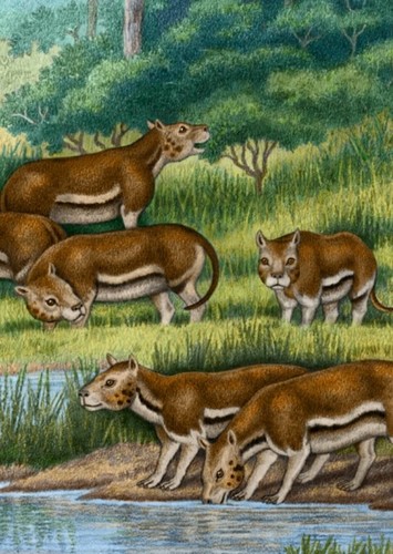 Merycoidodon Fan Casting for Prehistory | myCast - Fan Casting Your ...